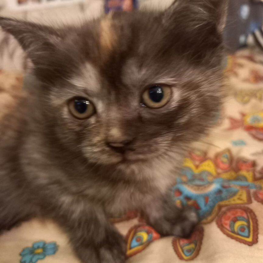 Катёнок без породы