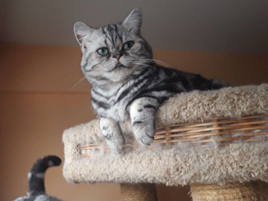 Британский мраморный эксклюзивчик