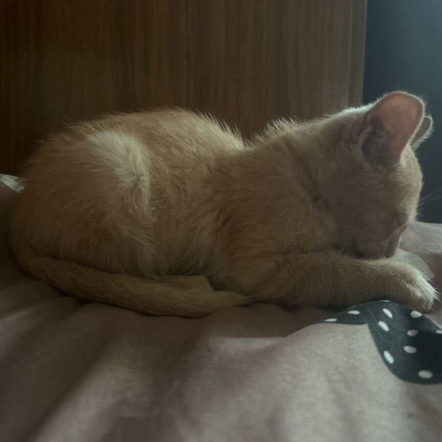Рыжий котенок в добрые руки