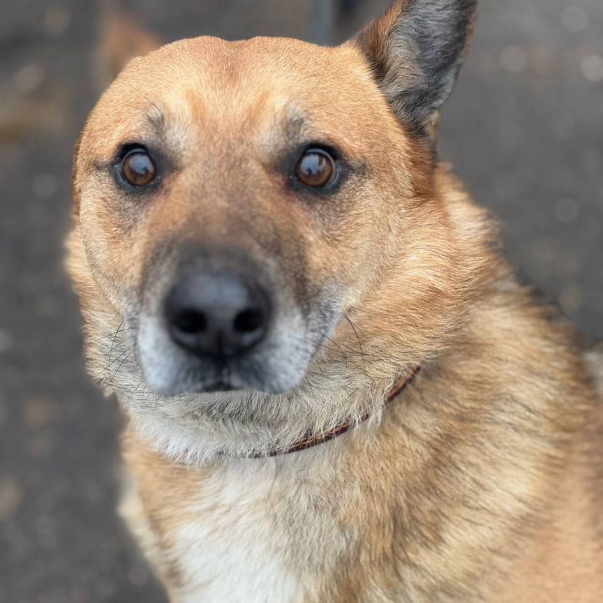 Помогите бывшедомашнему псу Феде снова обрести дом