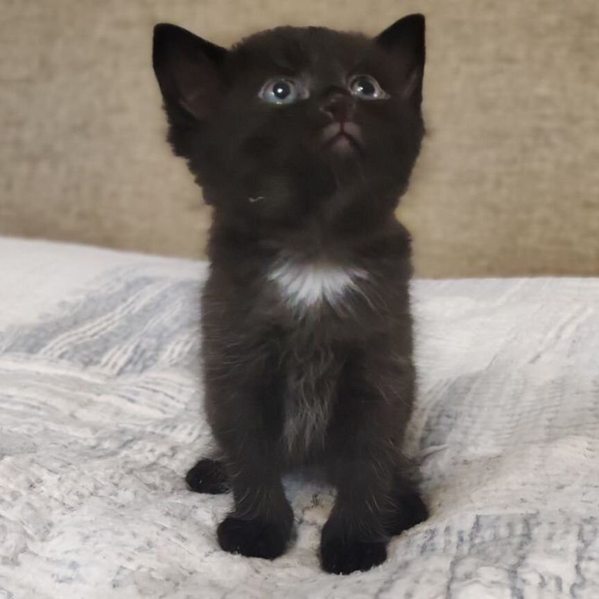 Маленькие пантеры ищут заботливых хозяев