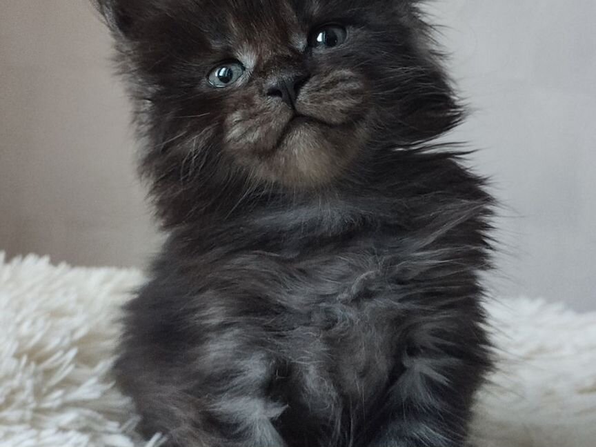 Котята мейн-кун