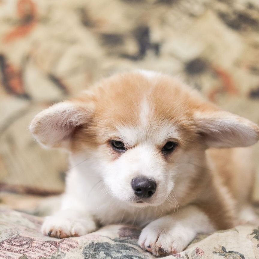 Вельш Корги Пемброк, щенок