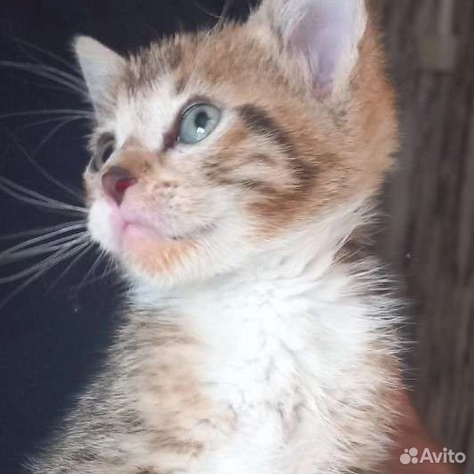 Котенок,возраст один месяц,в лоток ходит,доставка