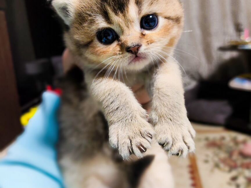 Шотландская золотая шиншилла