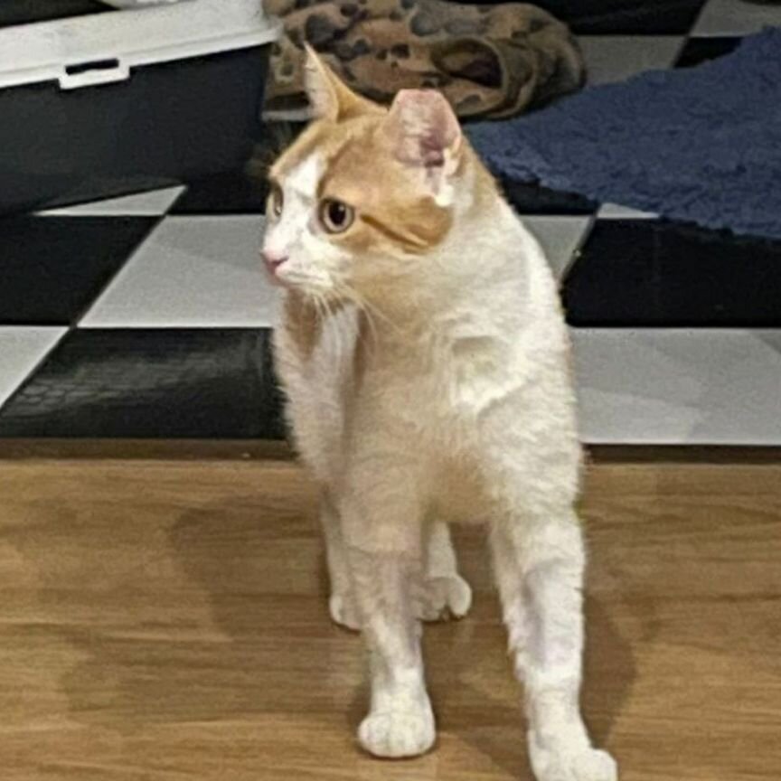 Найдена кошка