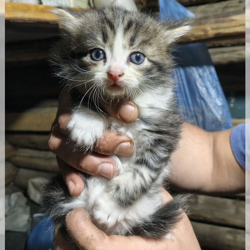 Котёнок в добрые руки