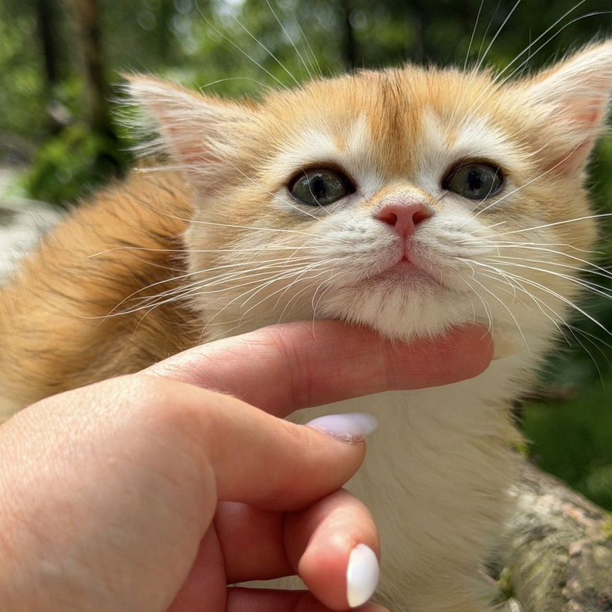 Шотландский прямоухий короткошёрстный котёнок