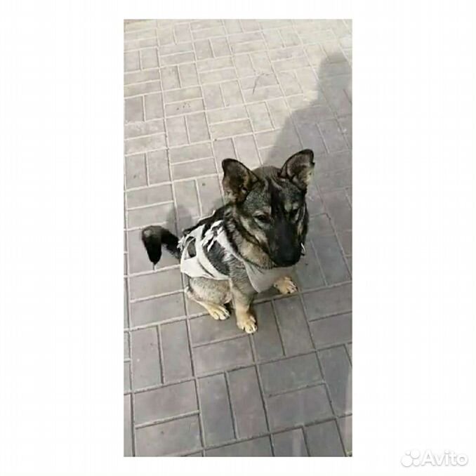 Щенок 10 месяцев девочка