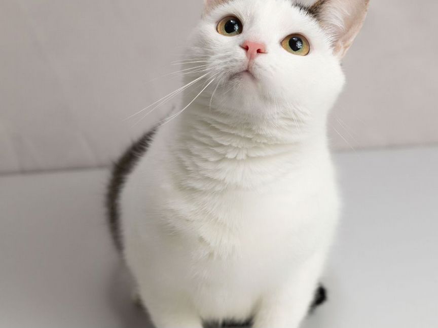 Коты в добрые руки