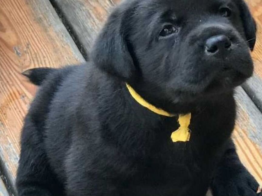 Щенки лабрадора