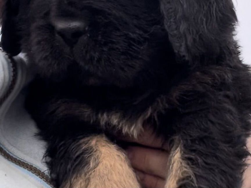 Тибетский мастиф