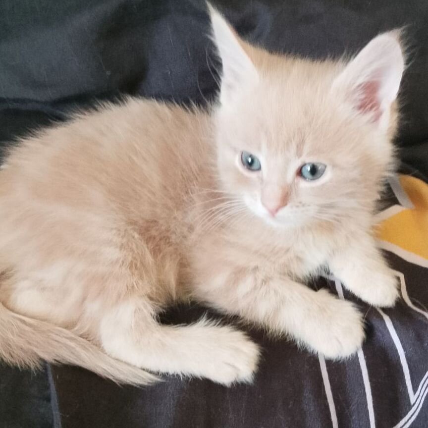 Котёнок в добрые руки