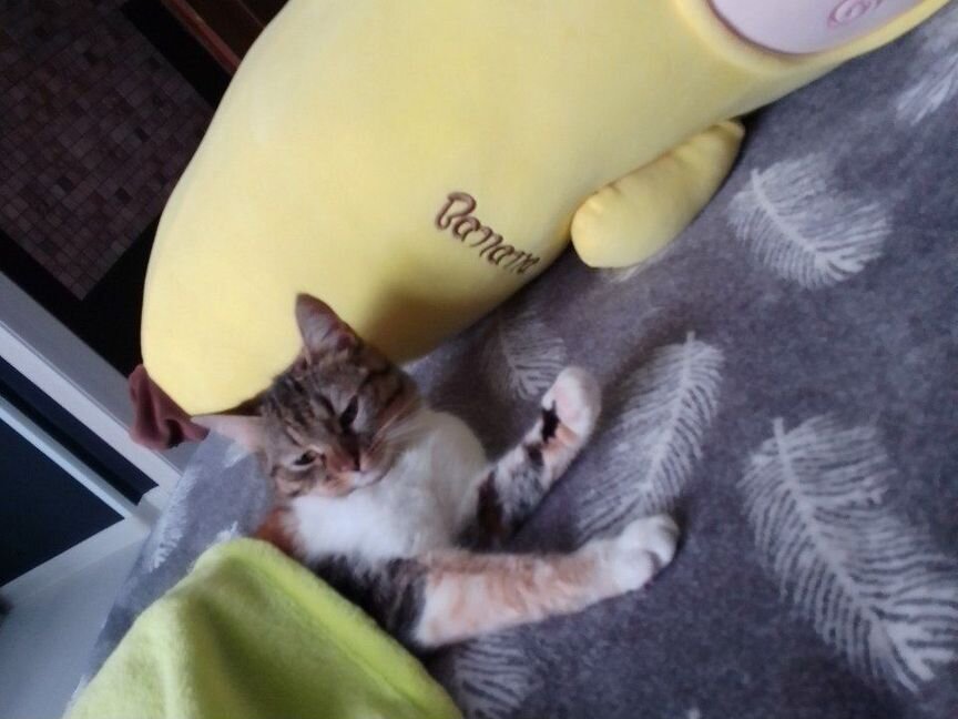 Кошка Буся