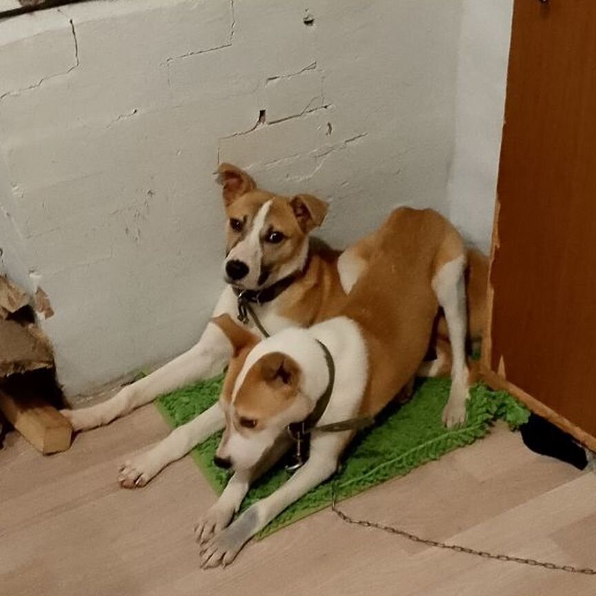 Американский стаффордширский терьер, взрослая собака