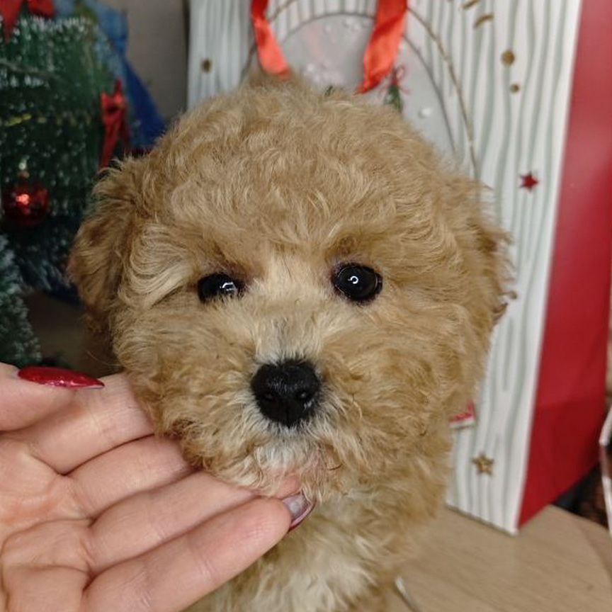 Мальтипу, щенок