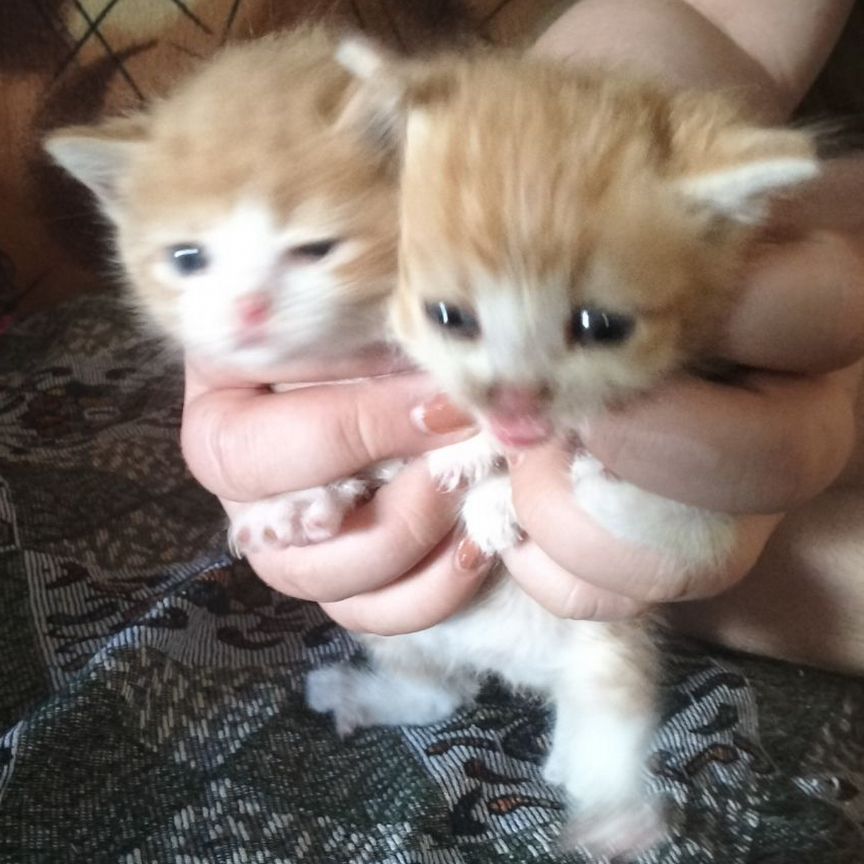 Нашли двух котят