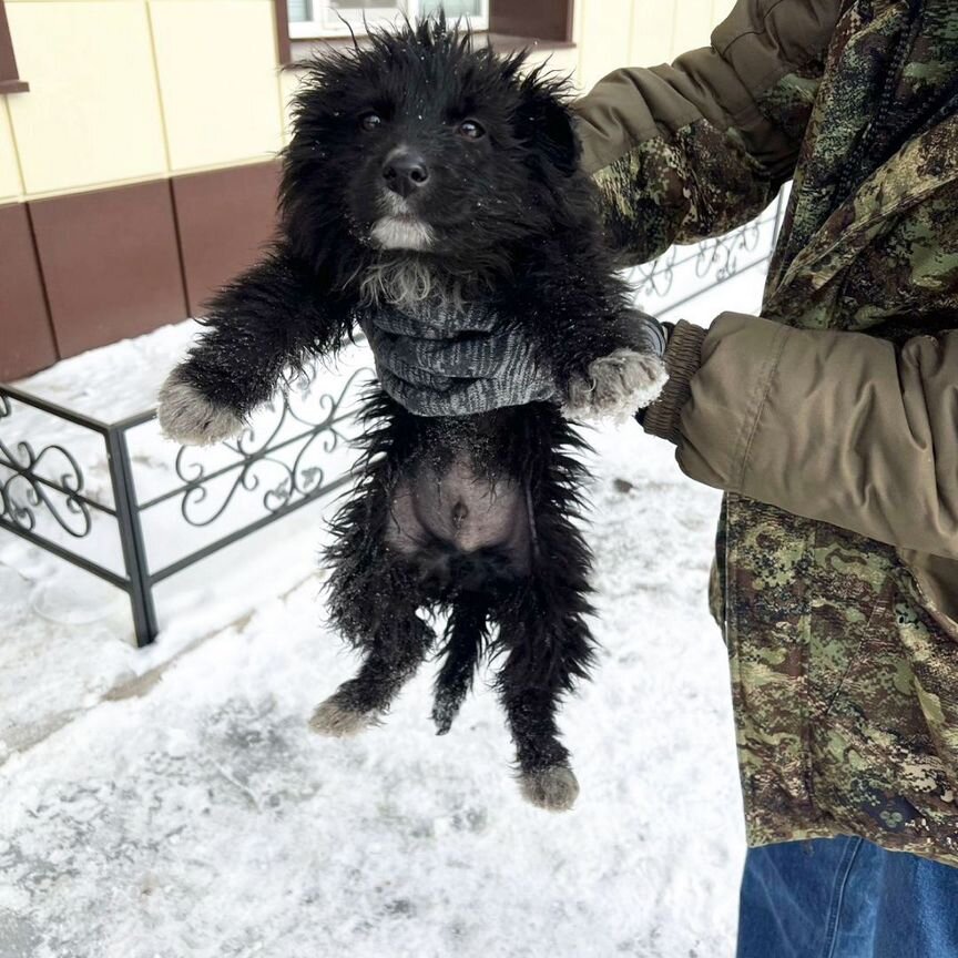 Щенки мальчики в дом, пушистые, 2 месяца
