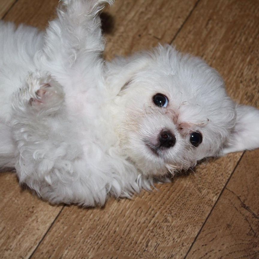 Мальчик 1 год