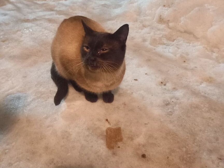 Замерзает сиамский кот на улице