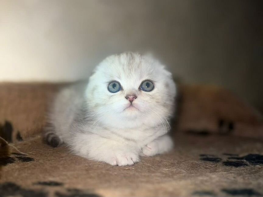 Шотландская