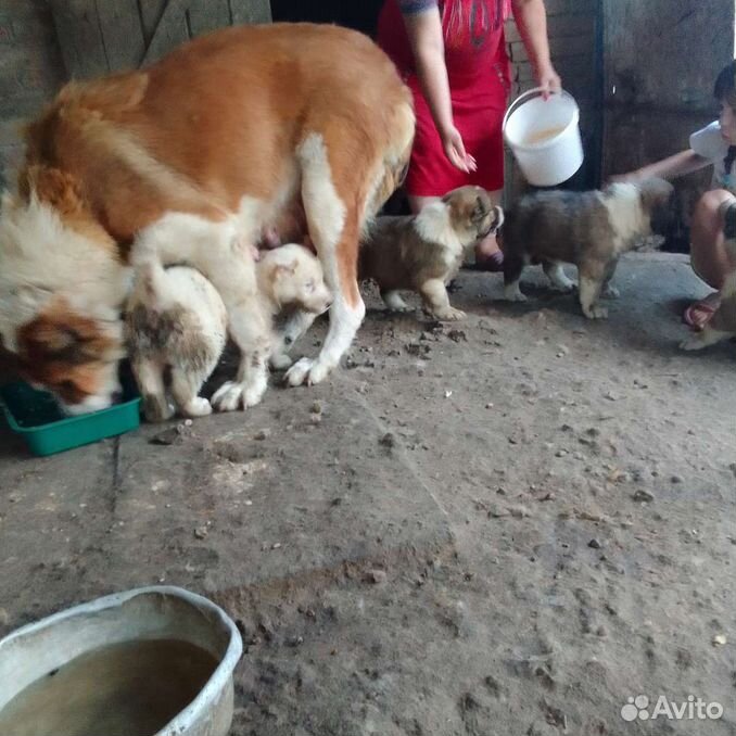 Кавказский волкодав