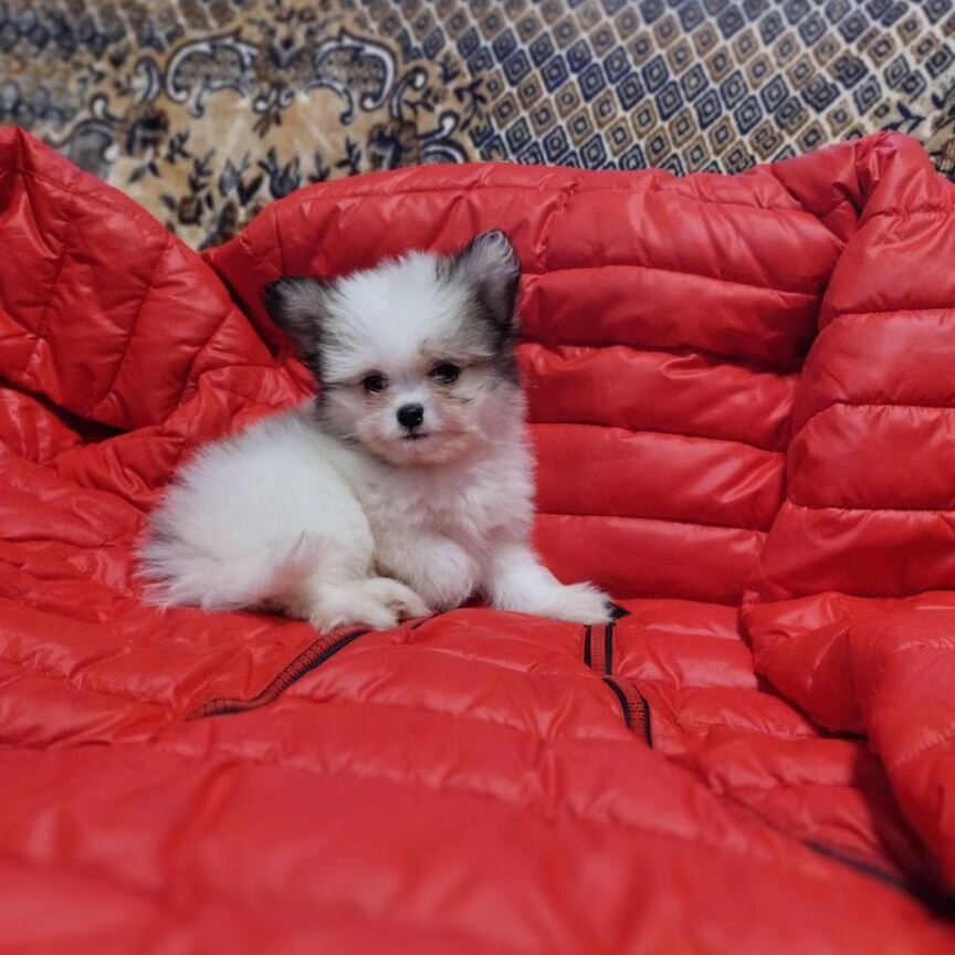 Болонка плюс шпиц