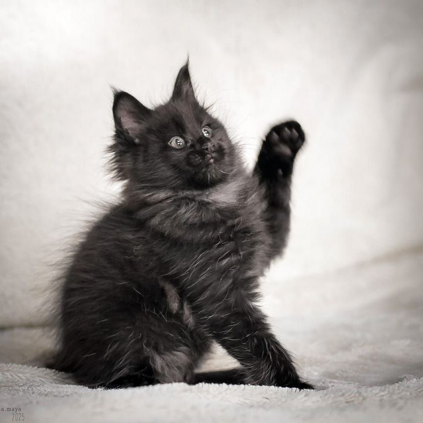 Котята мейн-кун