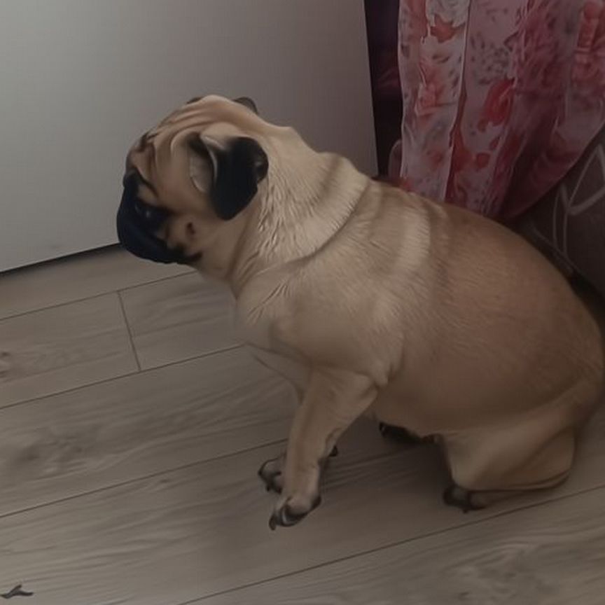 Мопс, щенок