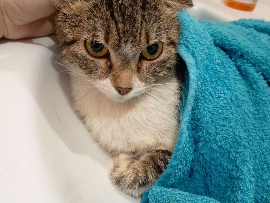 Кошка