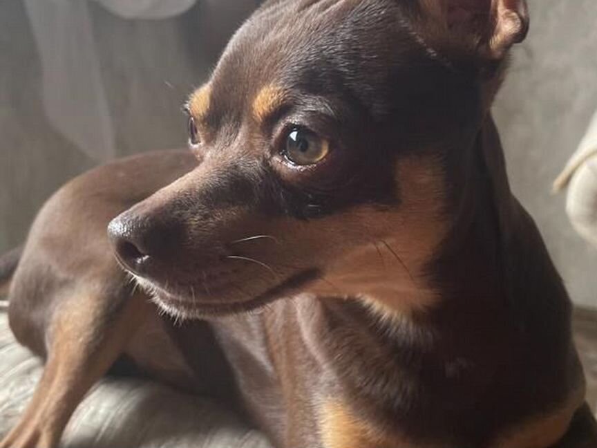 Ищем невесту