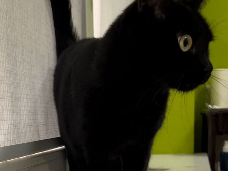 Чудесная чёрная кошка в дар