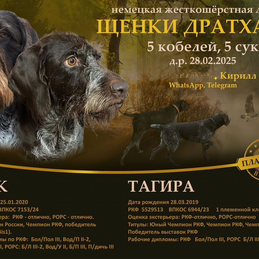 Щенки дратхаара с документами