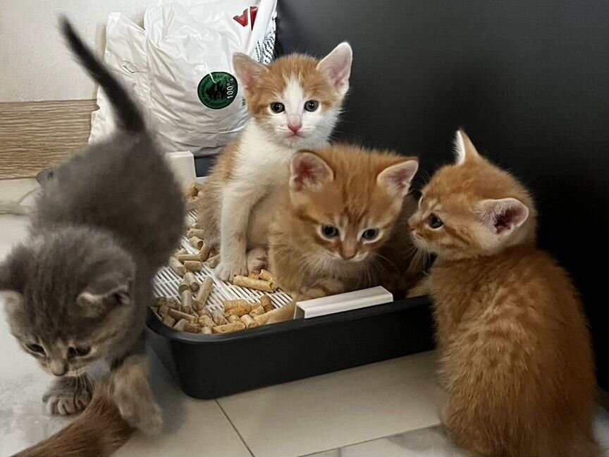 Рыжие котята полосатые