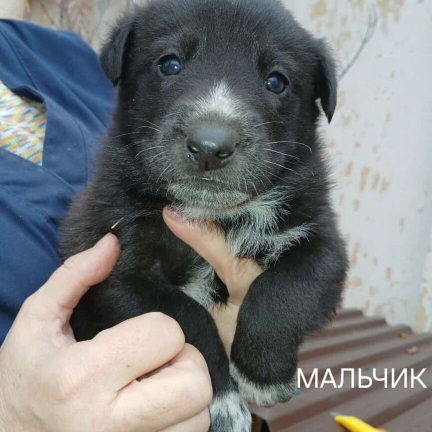 Щенок в добрые руки