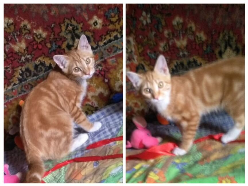 Котята рыжульки