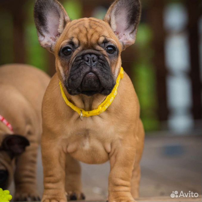 Рыжие щенки французики