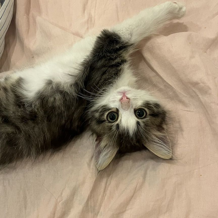 Котёнок Пупок