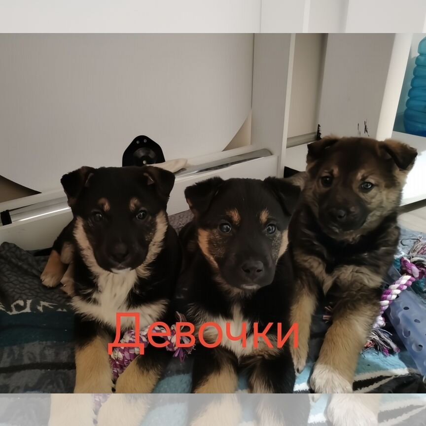 Немецкая овчарка, щенок