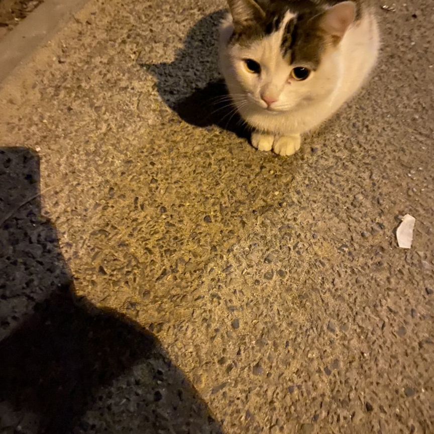 Найдена кошка