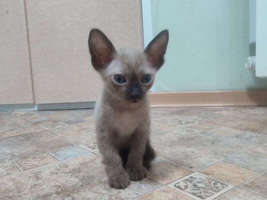 Котята донского сфинкса