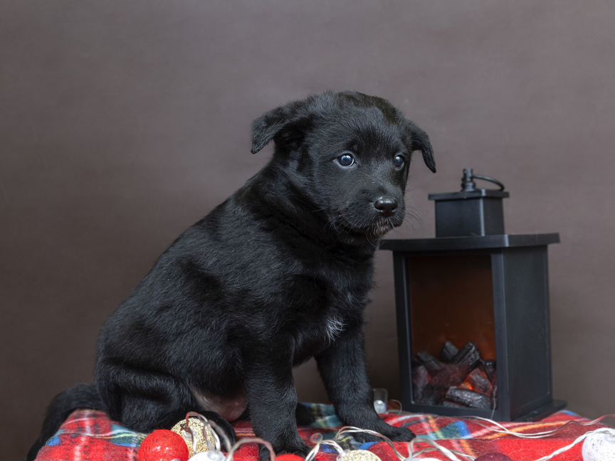 Черный щенок девочка с мохнатыми ушками