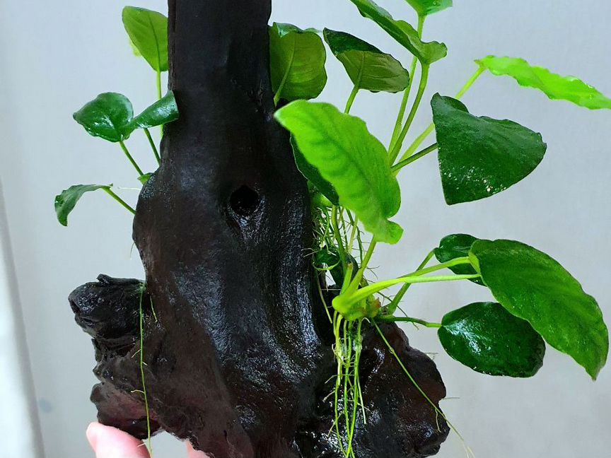Коряга с анубиасами нано