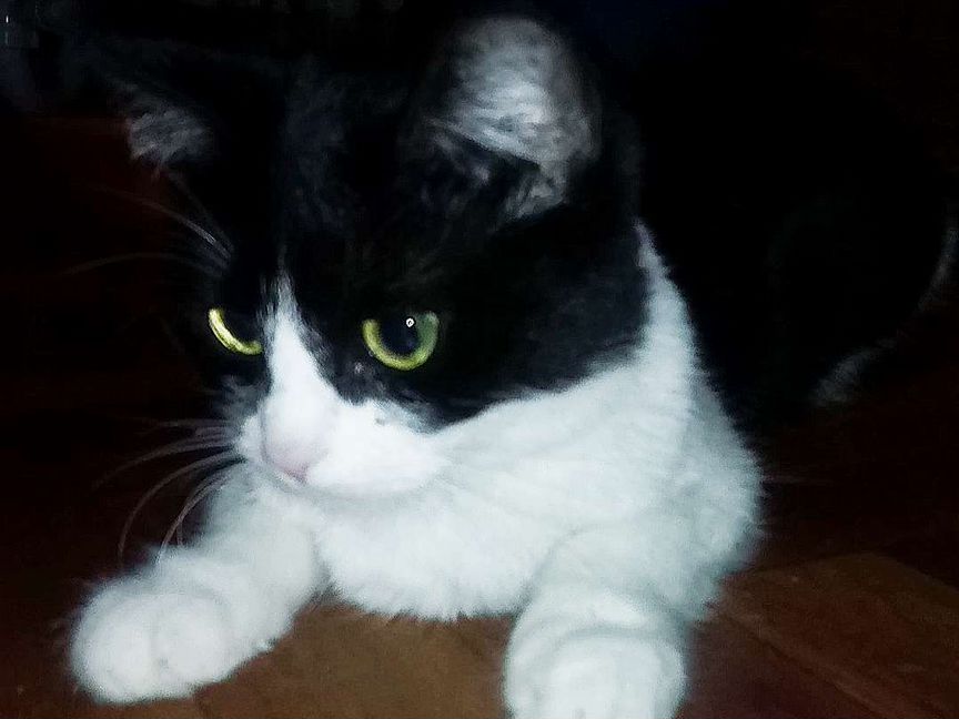 Кошка