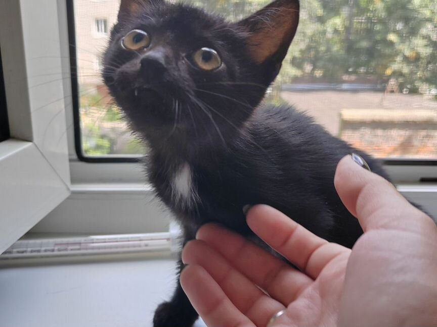 Черный котенок