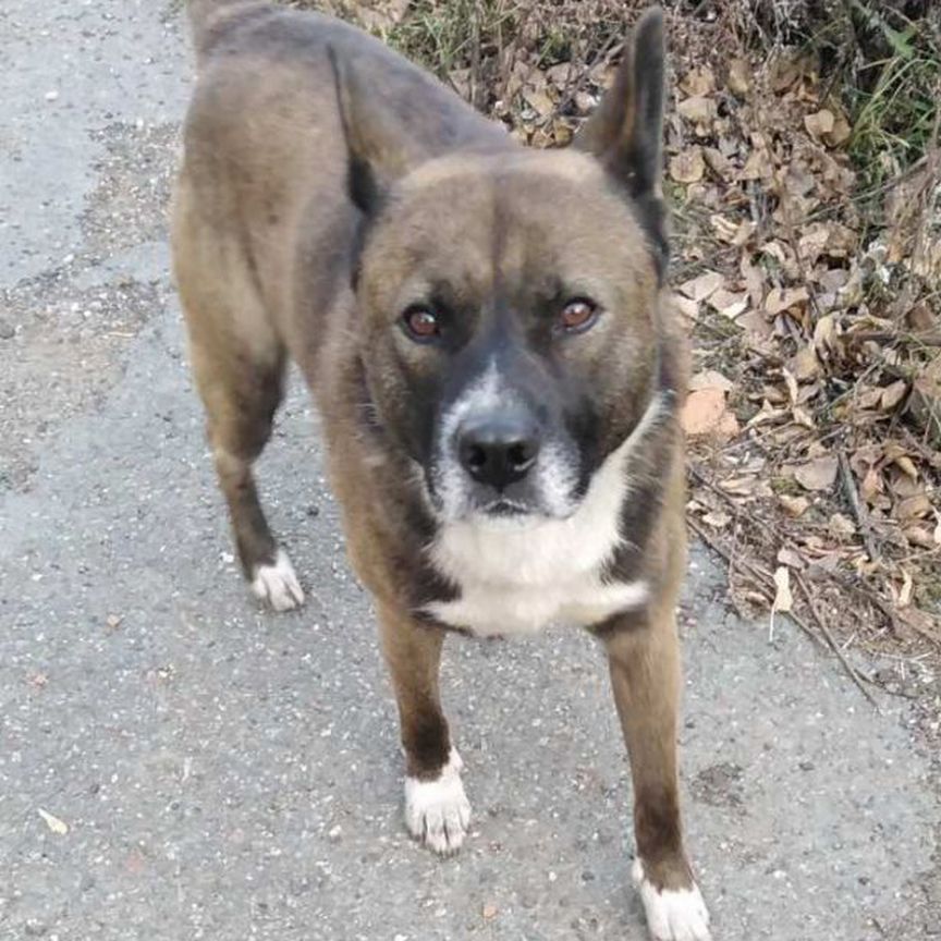 Собака в добрые руки