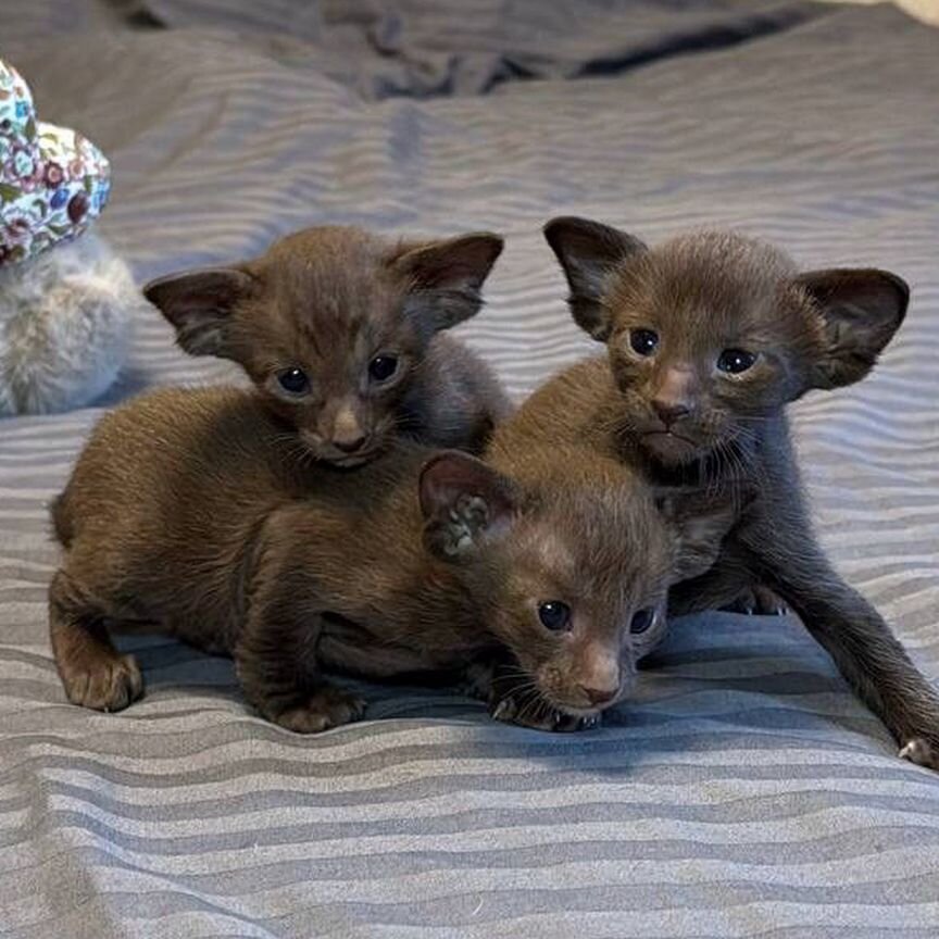 Ориентальный котёнок