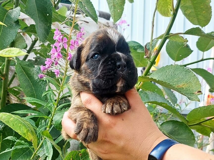 Щенки немецкого боксёра