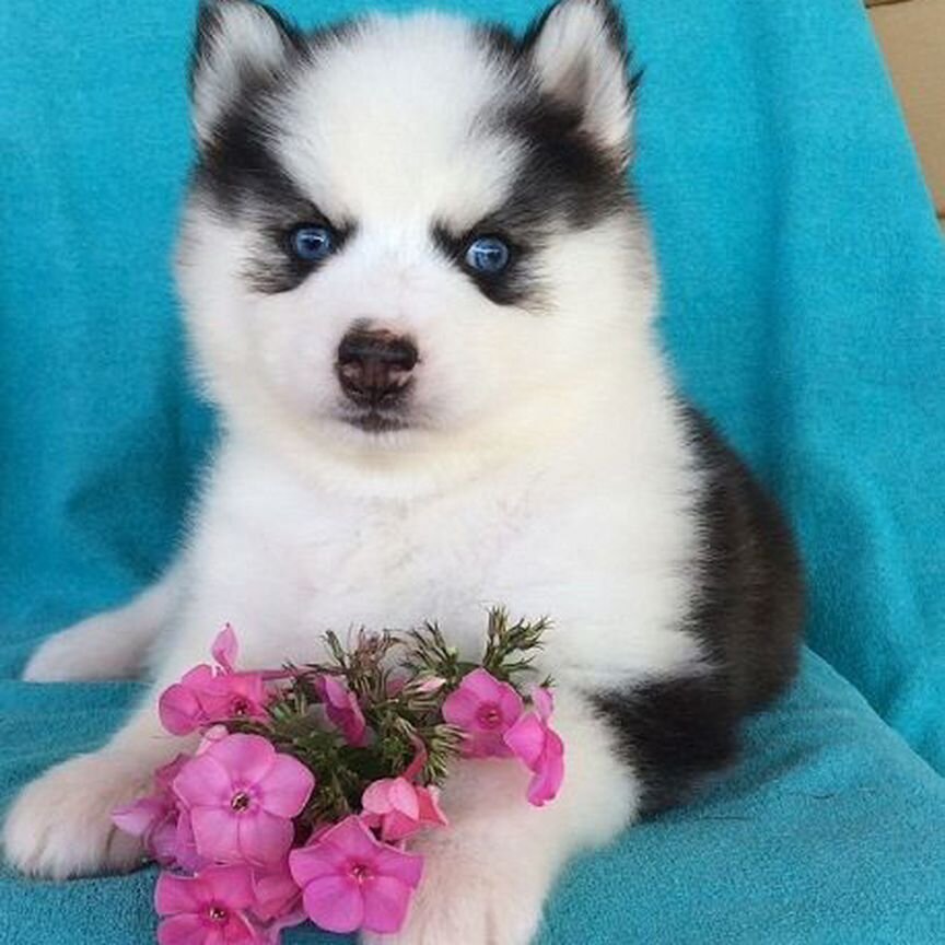 Очаровашки Хаски