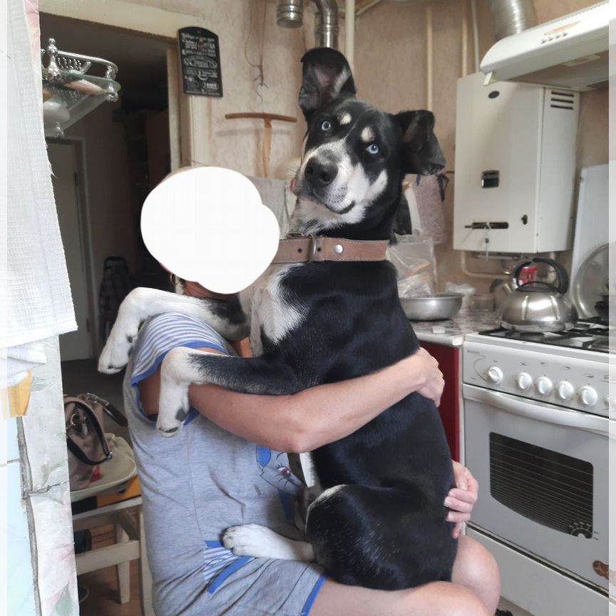 Взрослый пёс в добрые руки